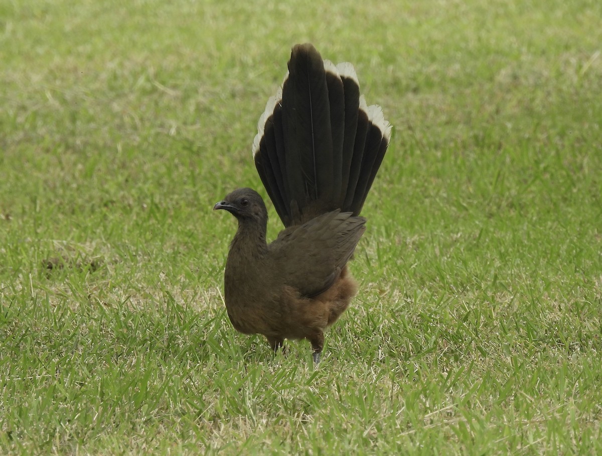 eBird Checklist - 20 Apr 2023 - National Butterfly Center--General ...