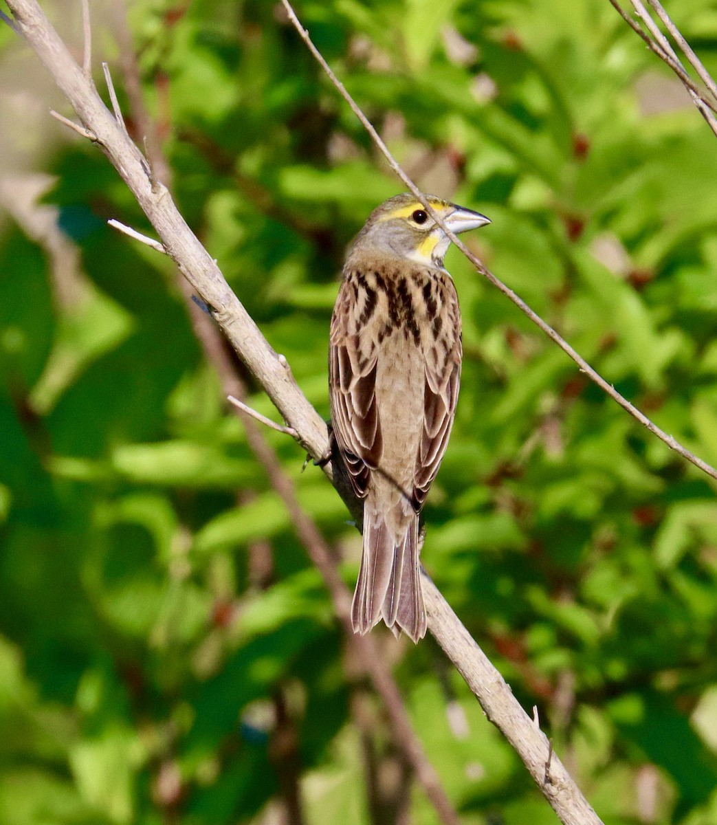 eBird Checklist - 22 Apr 2023 - La Chua Trail--Payne's Prairie State ...