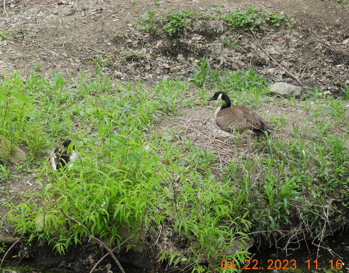 eBird Checklist - 22 Apr 2023 - Daniels Run West - 11 species