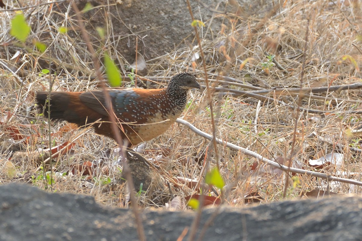 eBird India Checklist - 29 Apr 2017 - Jaipurdoddi - 53 species