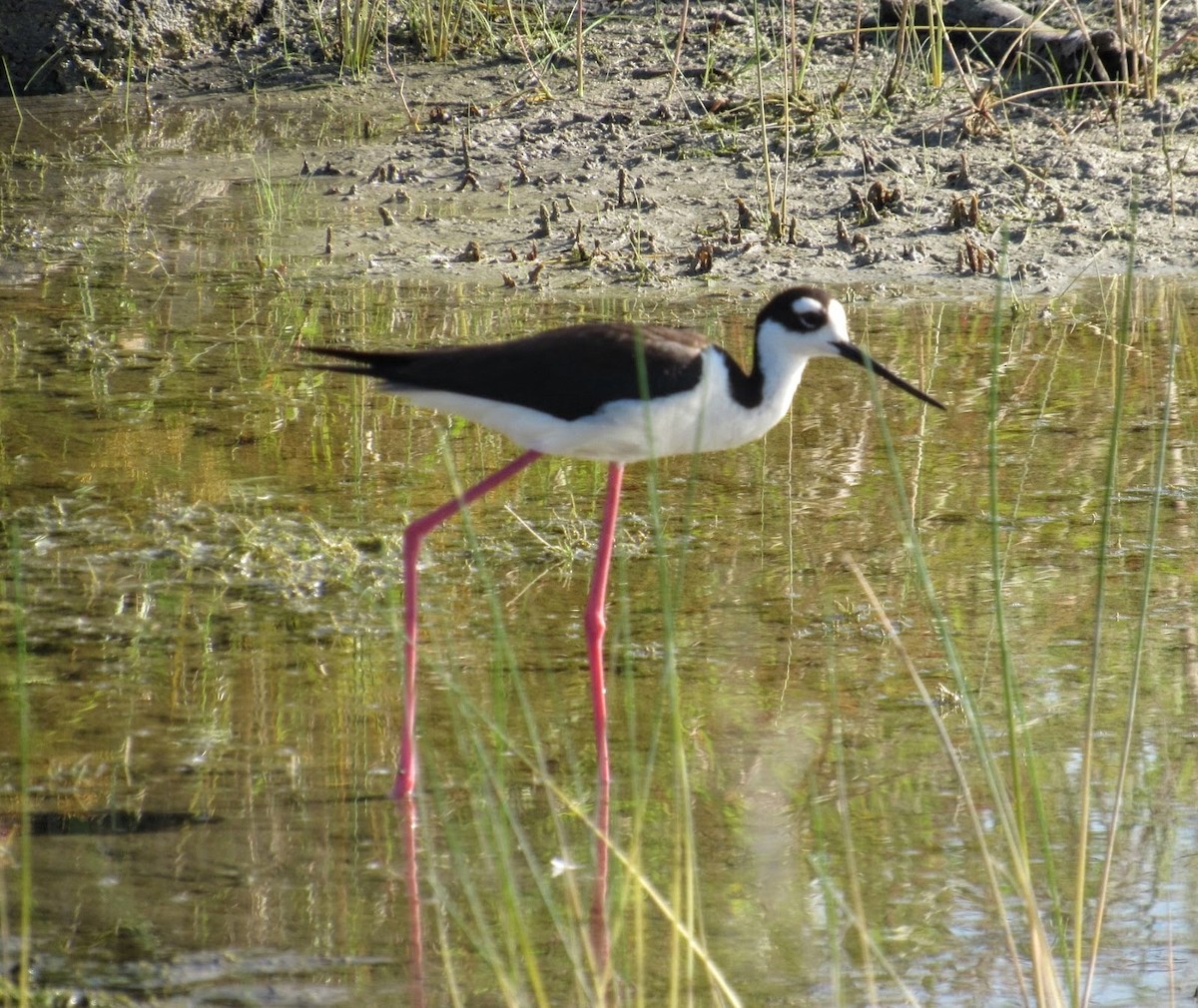 eBird Checklist - 22 Apr 2023 - A1-FEB - 30 species