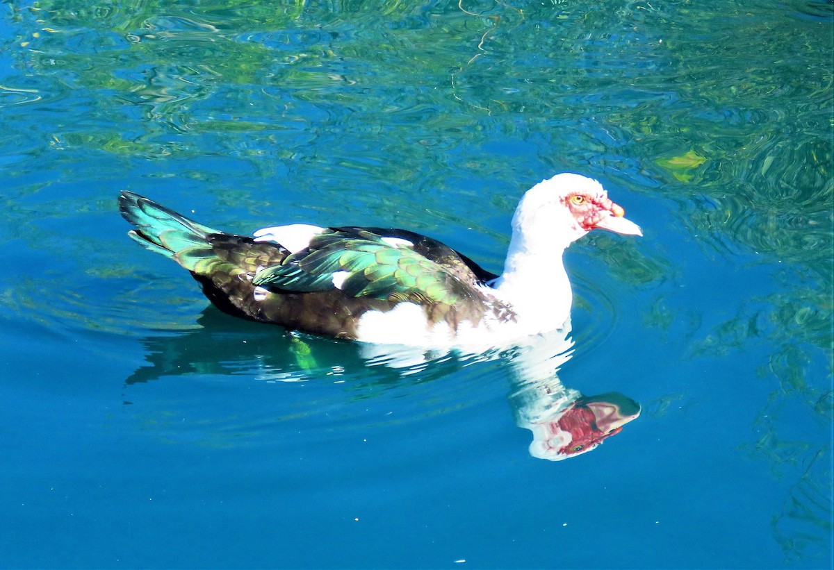 eBird Checklist - 23 Nov 2019 - Riparian Preserve at Gilbert Water ...