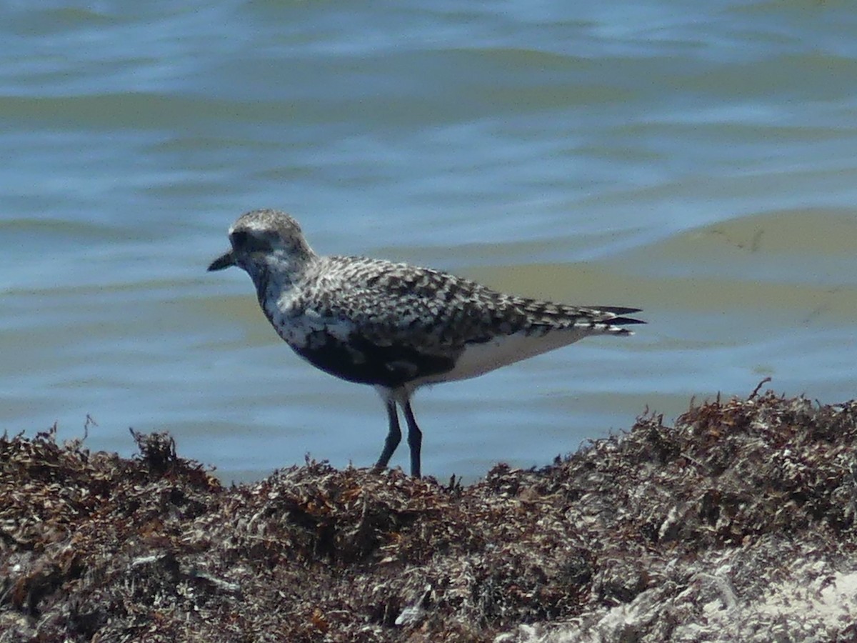eBird Checklist - 22 Apr 2023 - Fat Deer Key-- Cocoplum Beach - 12 species