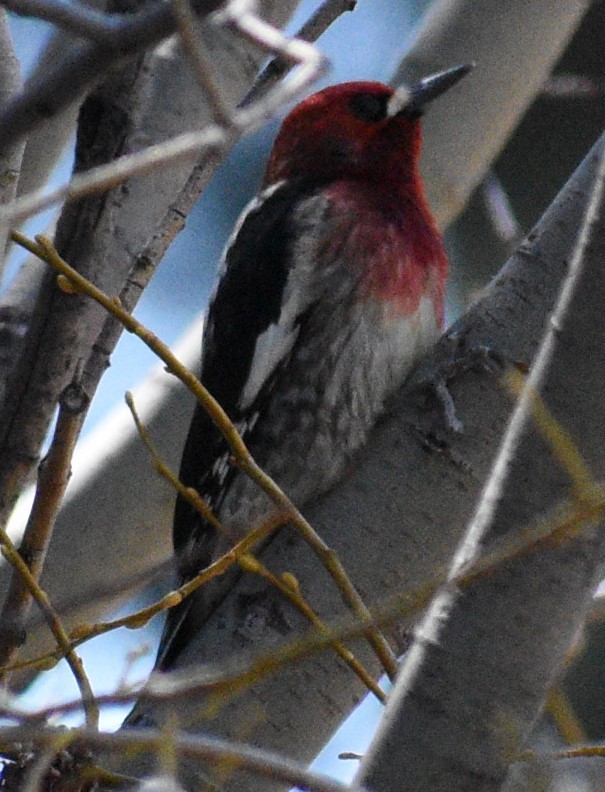 eBird Checklist - 12 Apr 2023 - Davis Creek Regional Park - 15 species ...