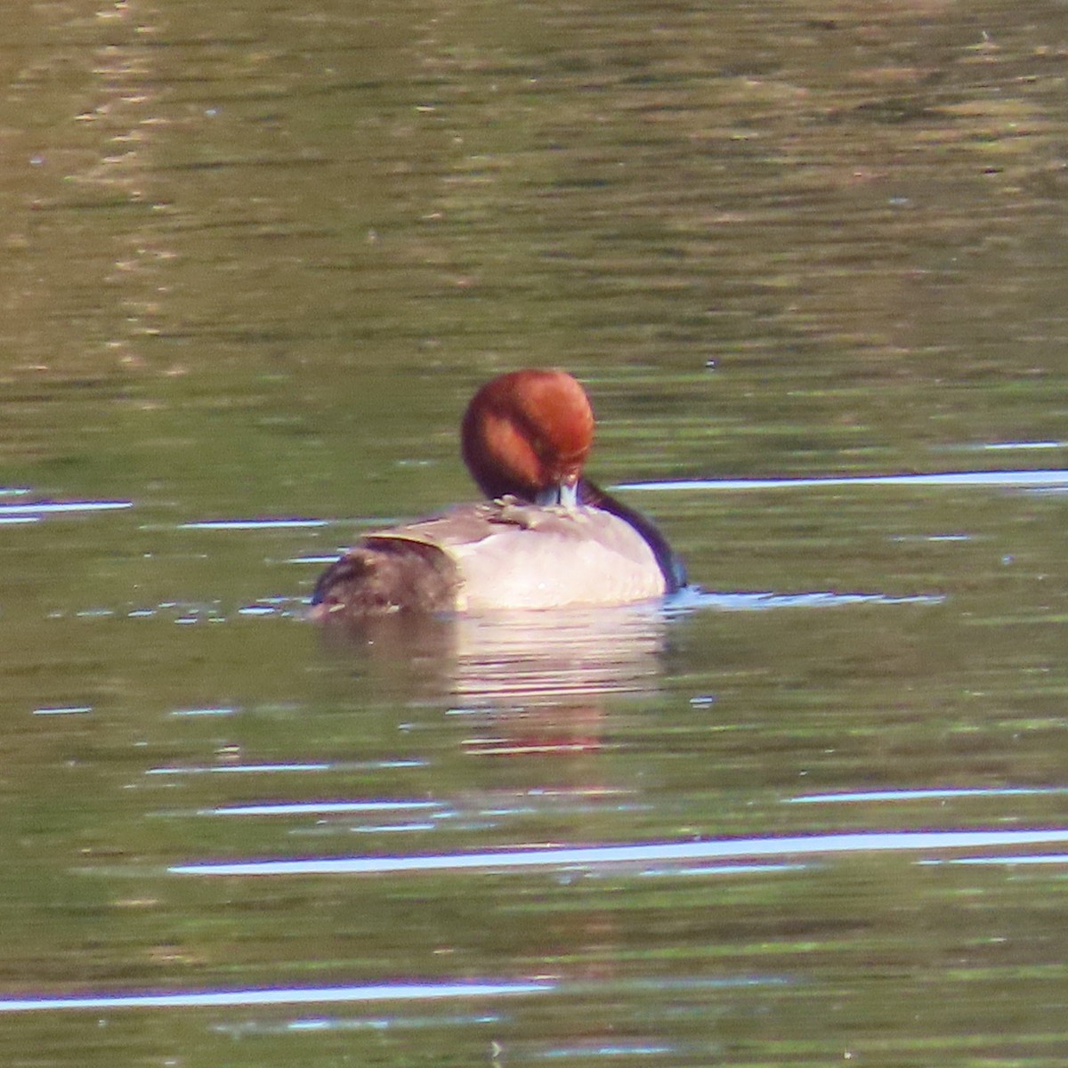 eBird Checklist - 22 Apr 2023 - Oso Flaco Lake (not for beach/ocean ...