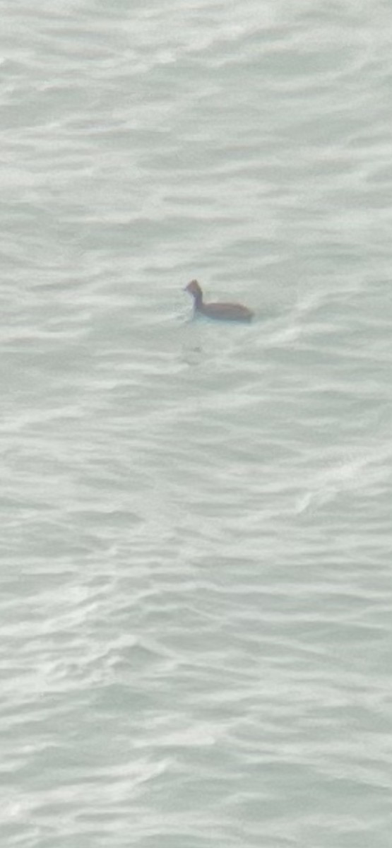 eBird Checklist - 22 Apr 2023 - Warnimont Park--Kelly Senior Center ...