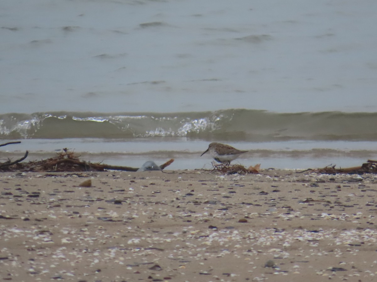 eBird Checklist - 22 Apr 2023 - Dunkirk Beach, Lake Front Blvd. - 7 species