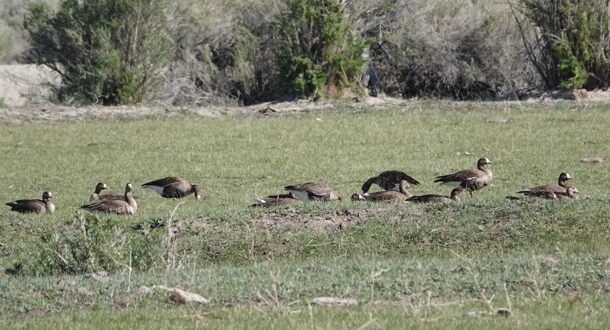 eBird Checklist - 22 Apr 2023 - Stillwater NWR - 52 species