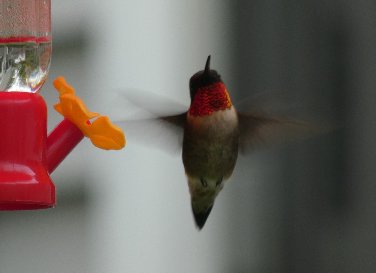 eBird Checklist - 22 Apr 2023 - Luci's Backyard - 1 species