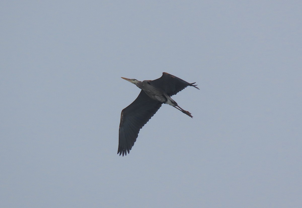 eBird Checklist - 22 Apr 2023 - Waneka Lake/Greenlee Preserve - 50 ...