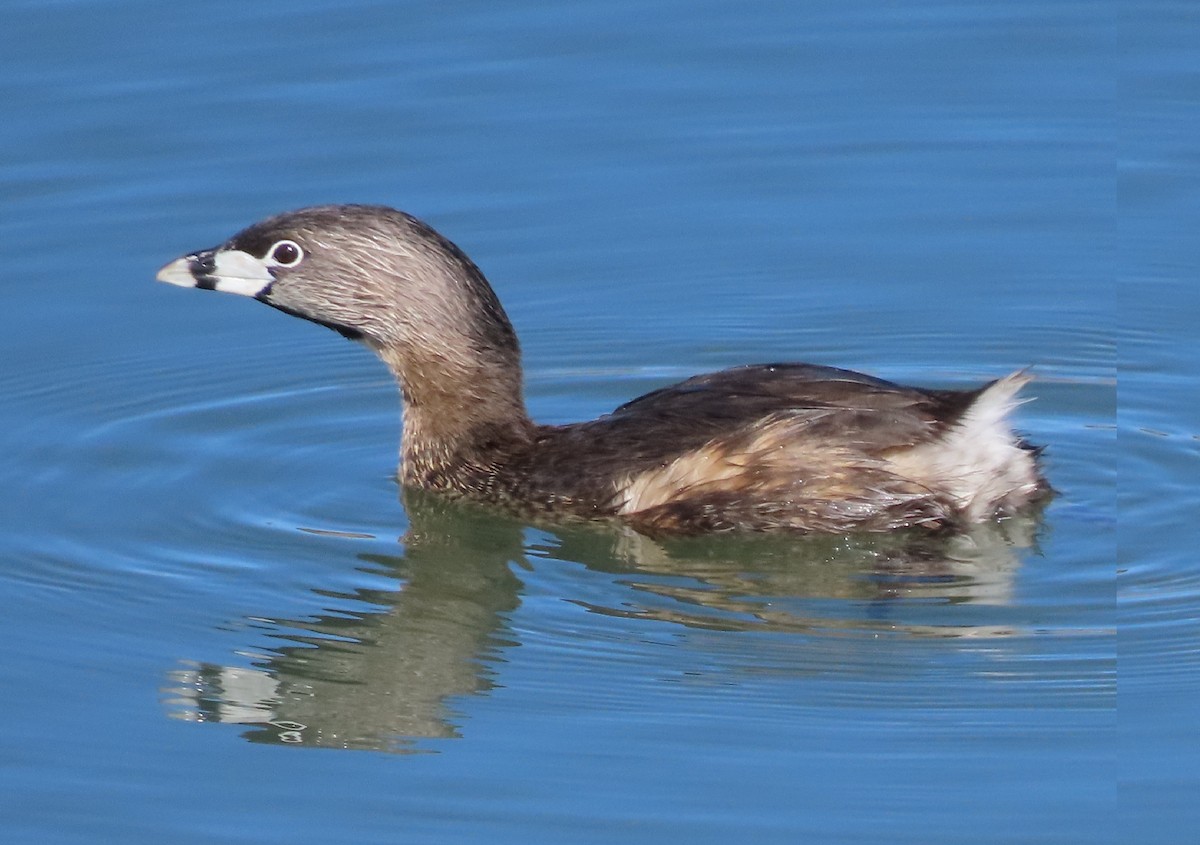 eBird Checklist - 22 Apr 2023 - Lake Capote - 32 species