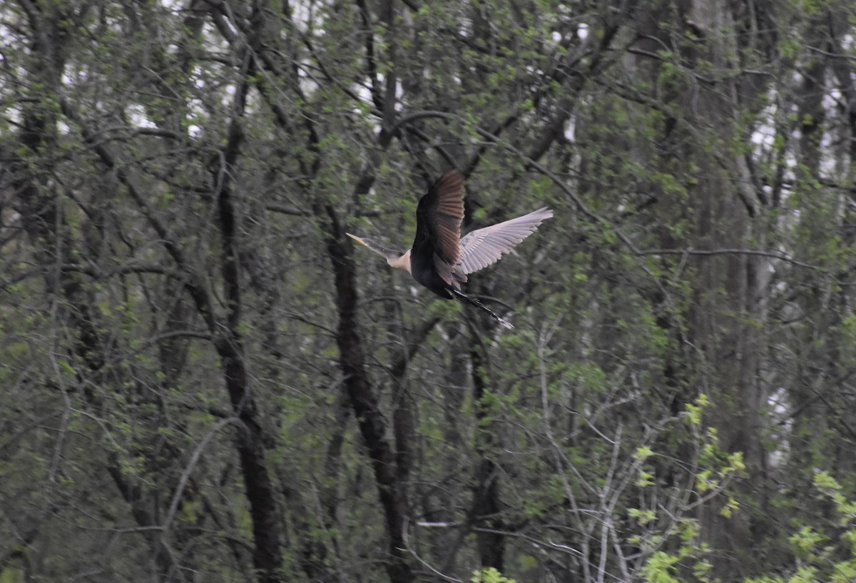 eBird Checklist - 22 Apr 2023 - Muck Rd, Rome US-NY 43.20279, -75.47067 ...