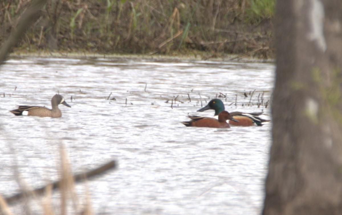 eBird Checklist - 22 Apr 2023 - Blue Springs Lake--Fleming Park Wetland ...