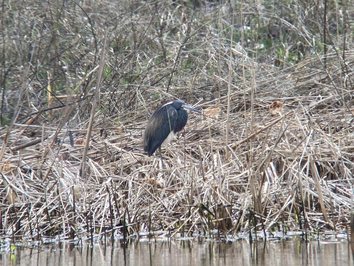 Pennsylvania eBird Checklist - 22 Apr 2023 - Presque Isle SP (IBA) - 72 species (+1 other taxa)