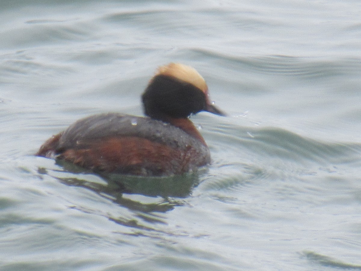 eBird Checklist - 22 Apr 2023 - Rocky Mountain Arsenal NWR - 58 species
