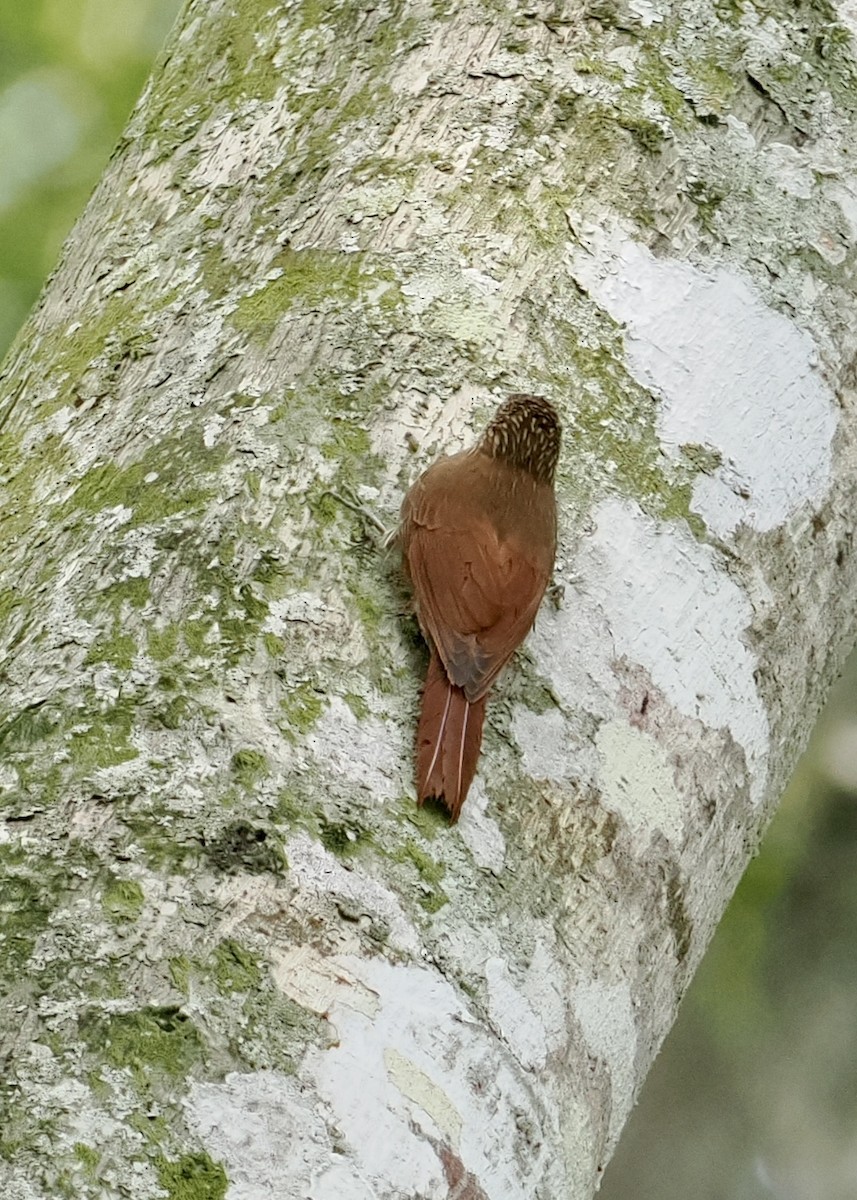 eBird Checklist - 15 Apr 2023 - Manaure Balcón del Cesar (1054.5 - 1125 ...