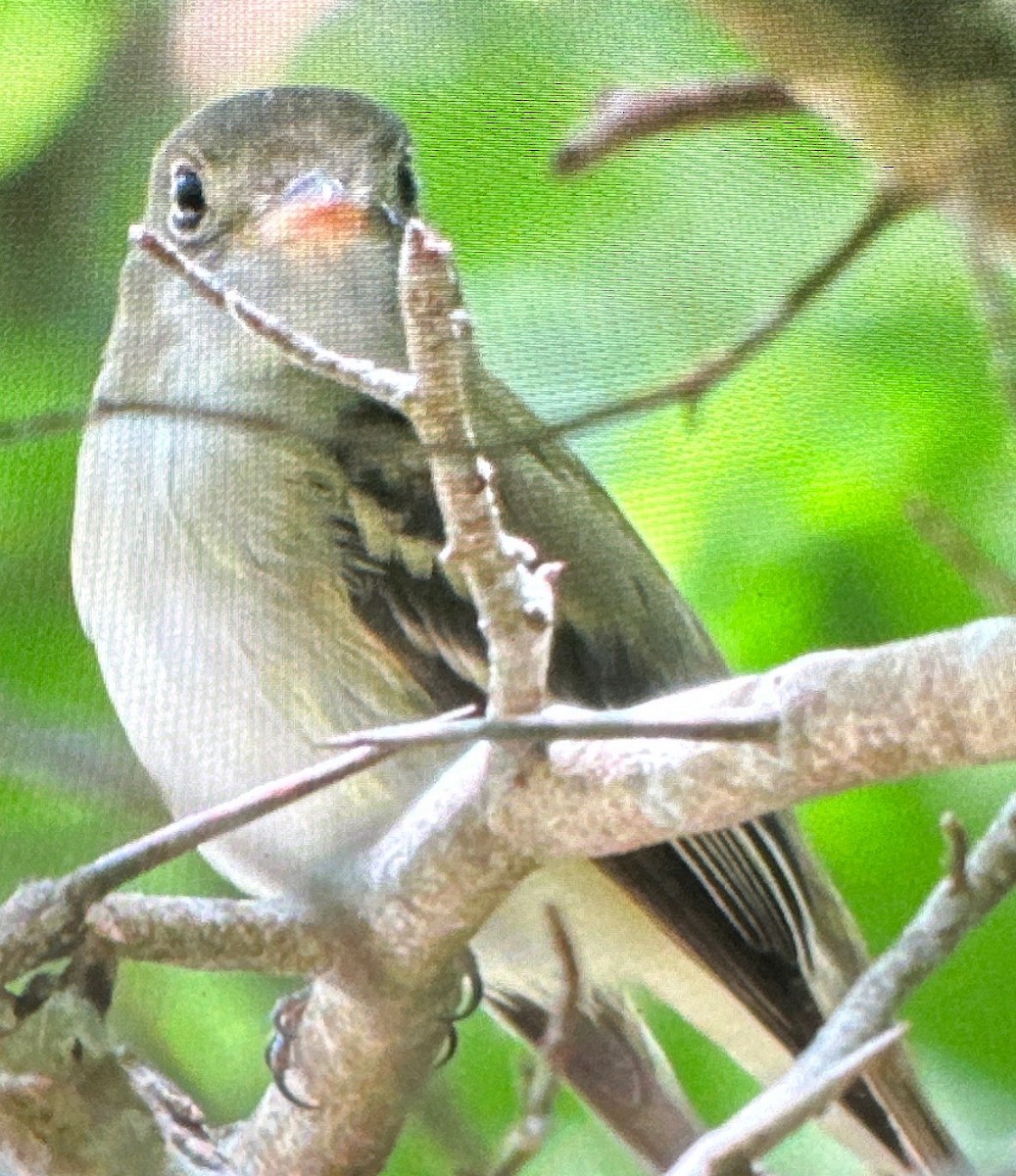 eBird Checklist - 21 Apr 2023 - Anahuac NWR - Skillern Tract - 54 species
