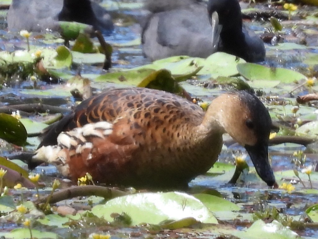 eBird Checklist - 23 Apr 2023 - Dowse Lagoon (Sandgate) - 37 species