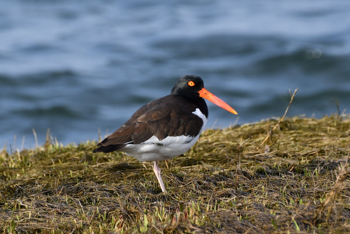 eBird Checklist - 22 Apr 2023 - Lido Beach Passive Nature Area - 20 species