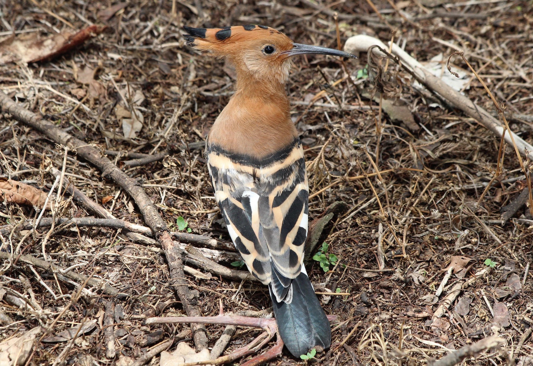 Eurasian Hoopoe (African) - eBird