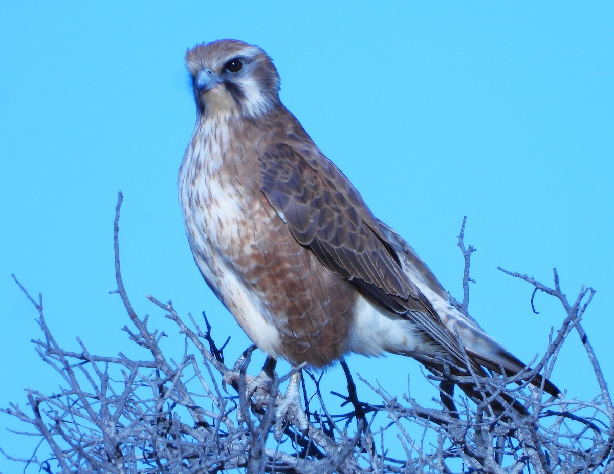 eBird Checklist - 23 Apr 2023 - Old Eye Hwy, 5km west of Cook Rd - 9 ...