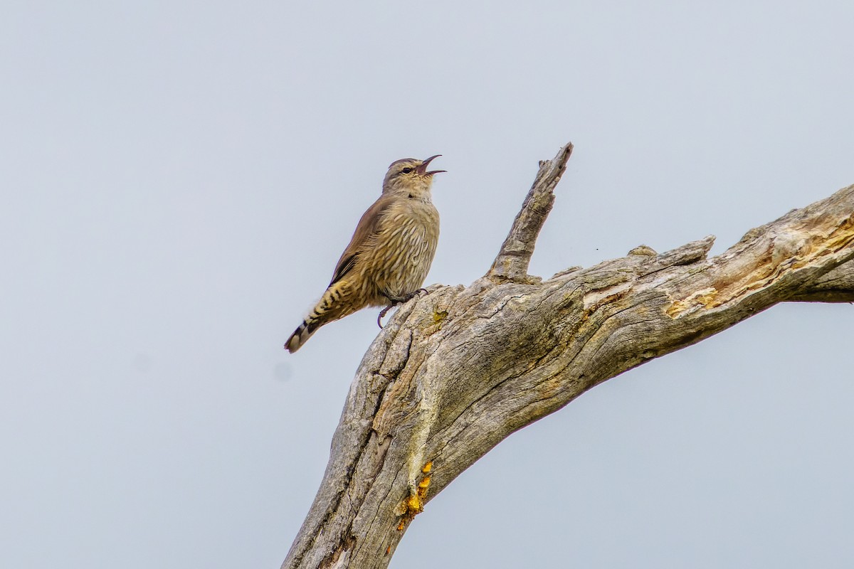 eBird Australia Checklist - 23 Apr 2023 - Naas Road at Apollo Road - 34 ...