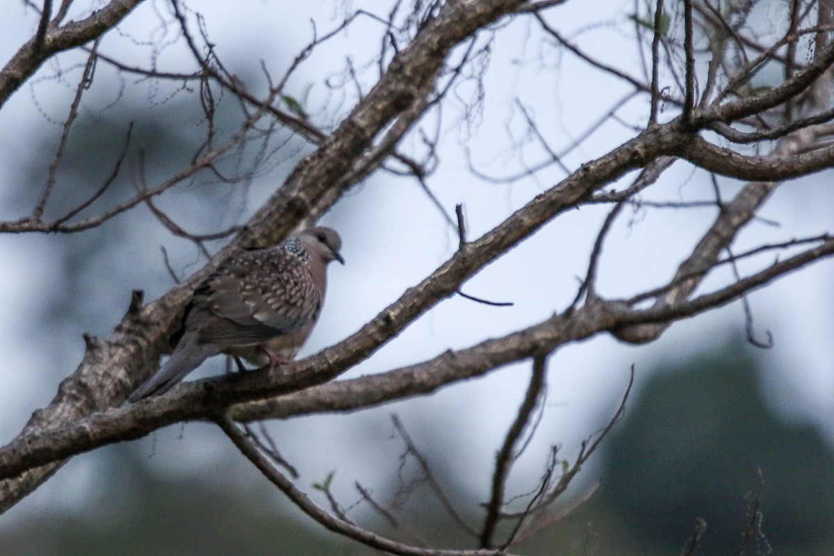 eBird Checklist - 23 Apr 2023 - Chakki more-bhoj nagar road,Himachal ...