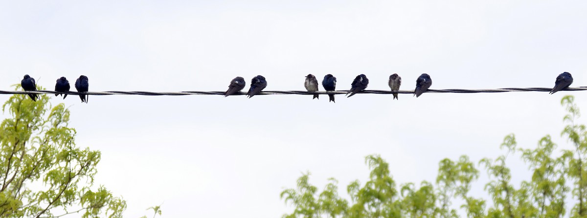 eBird Checklist - 22 Apr 2023 - Proctor Park Lake - 9 species