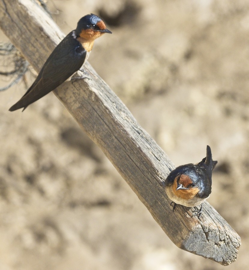 Barn/Pacific Swallow - eBird