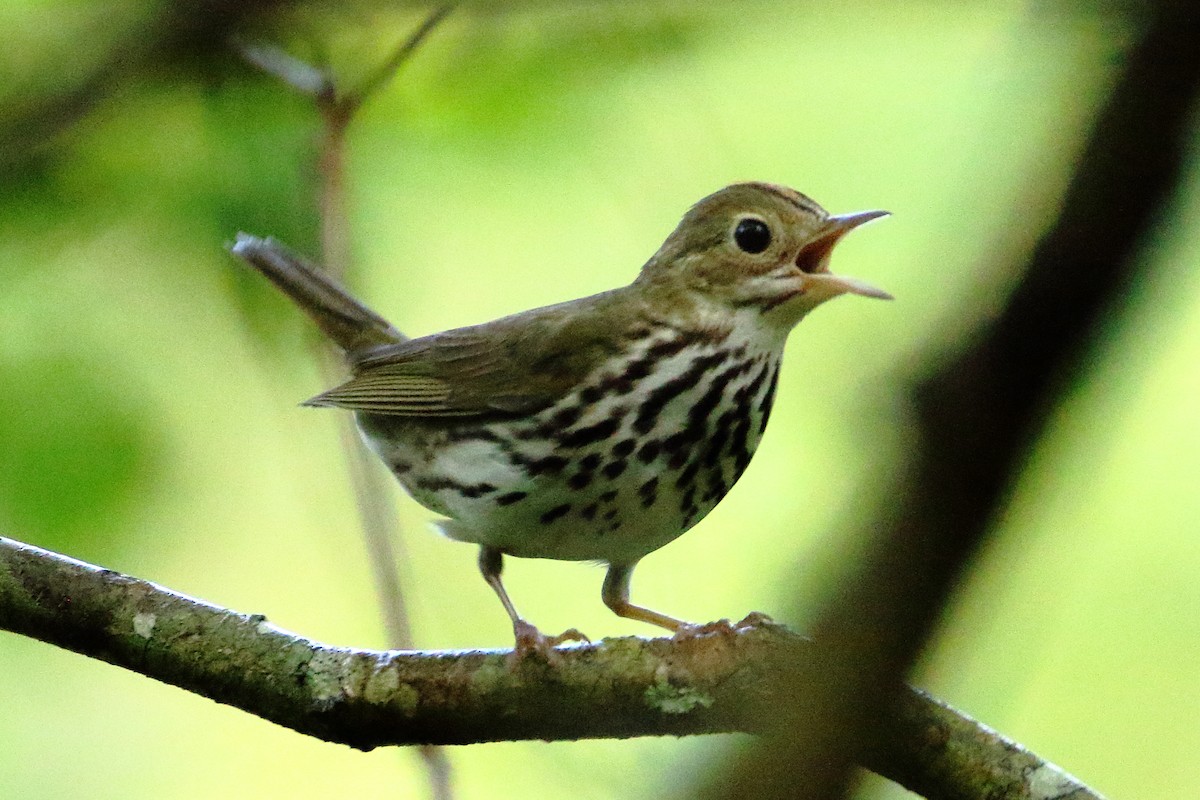 eBird Checklist - 23 Apr 2023 - Great Dismal Swamp NWR--Railroad Ditch ...