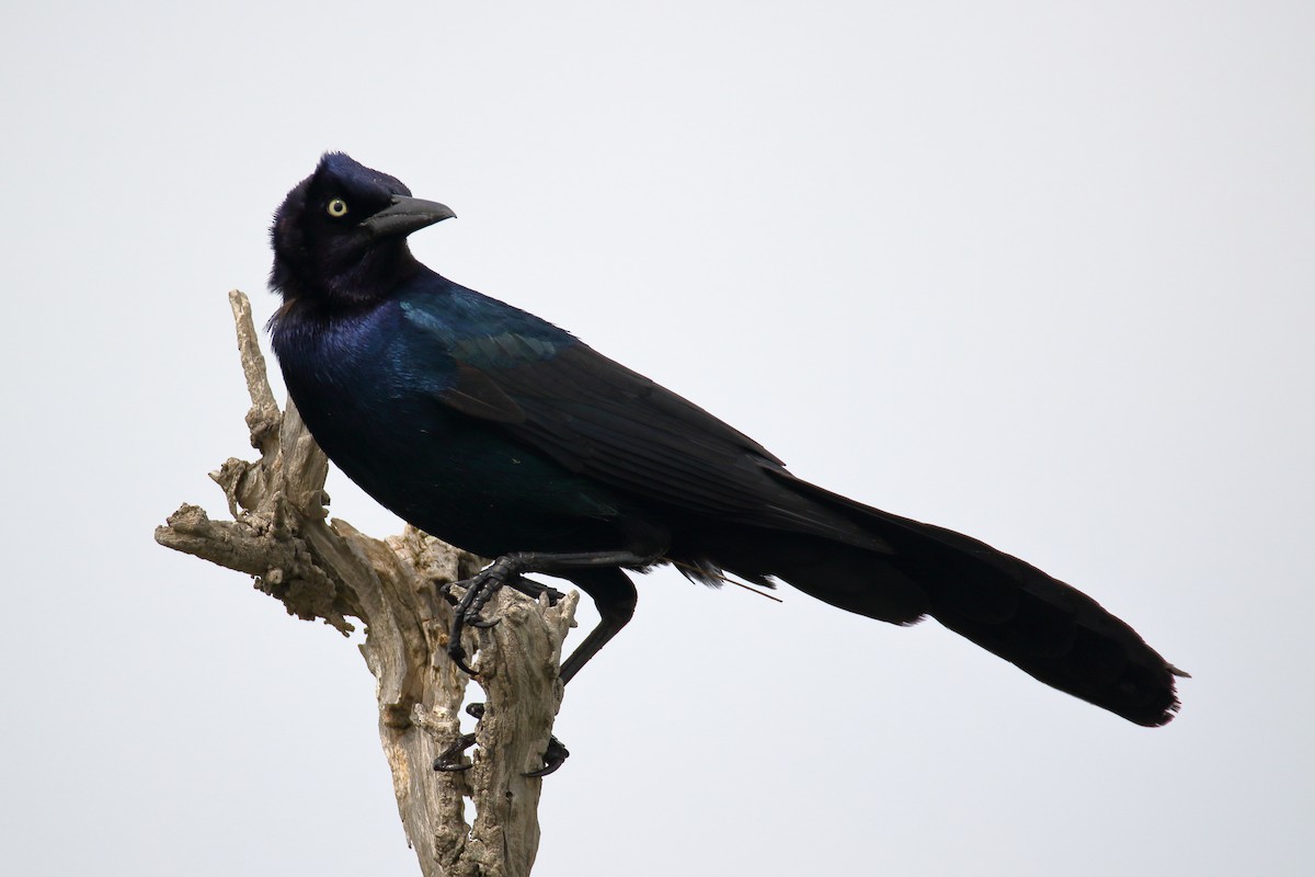 eBird Checklist - 22 Apr 2023 - Pea Island NWR--Old Ferry Landing - 11 ...