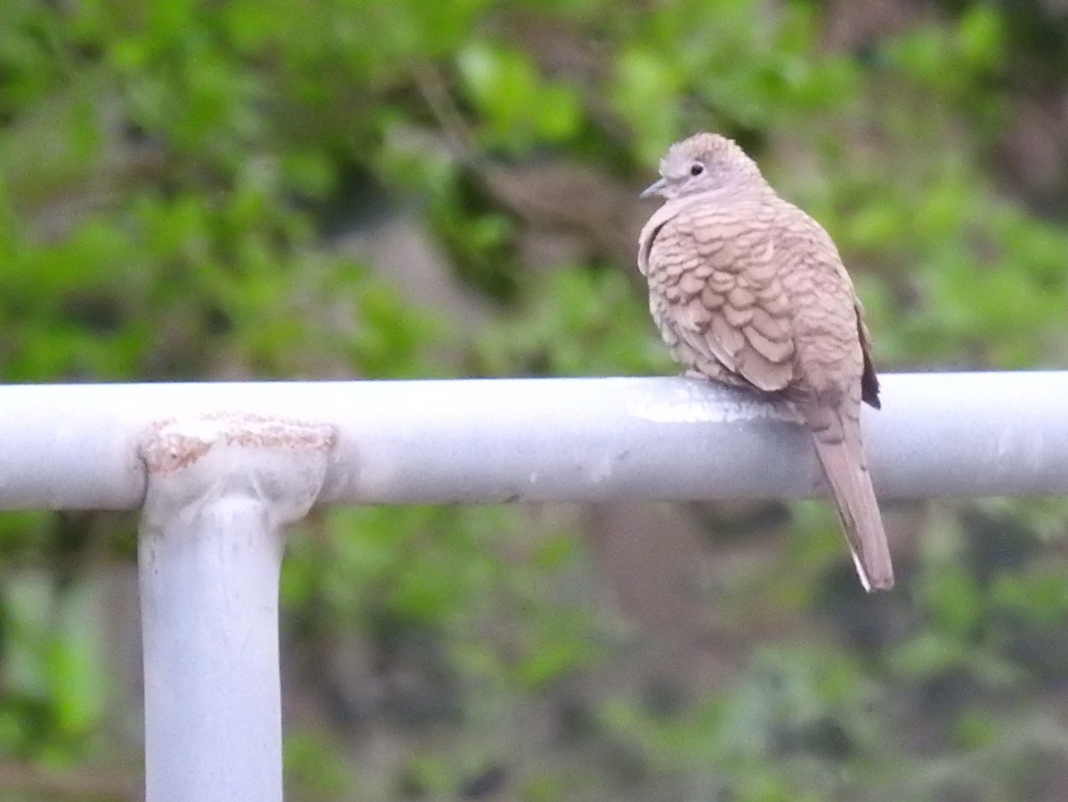 eBird Checklist - 16 Apr 2023 - Brownsville--TX4 / Boca Chica Blvd - 26 ...