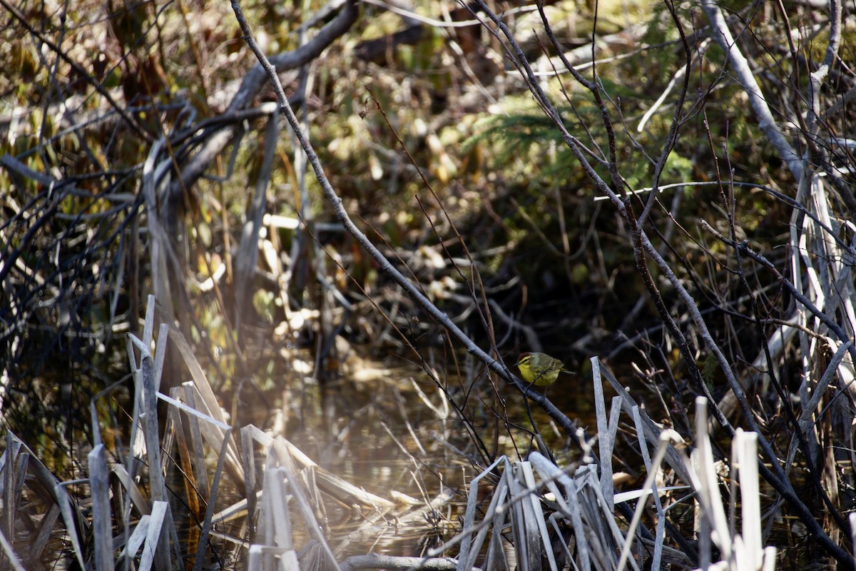 eBird Checklist - 23 Apr 2023 - Elm Rd., Corraville - 6 species