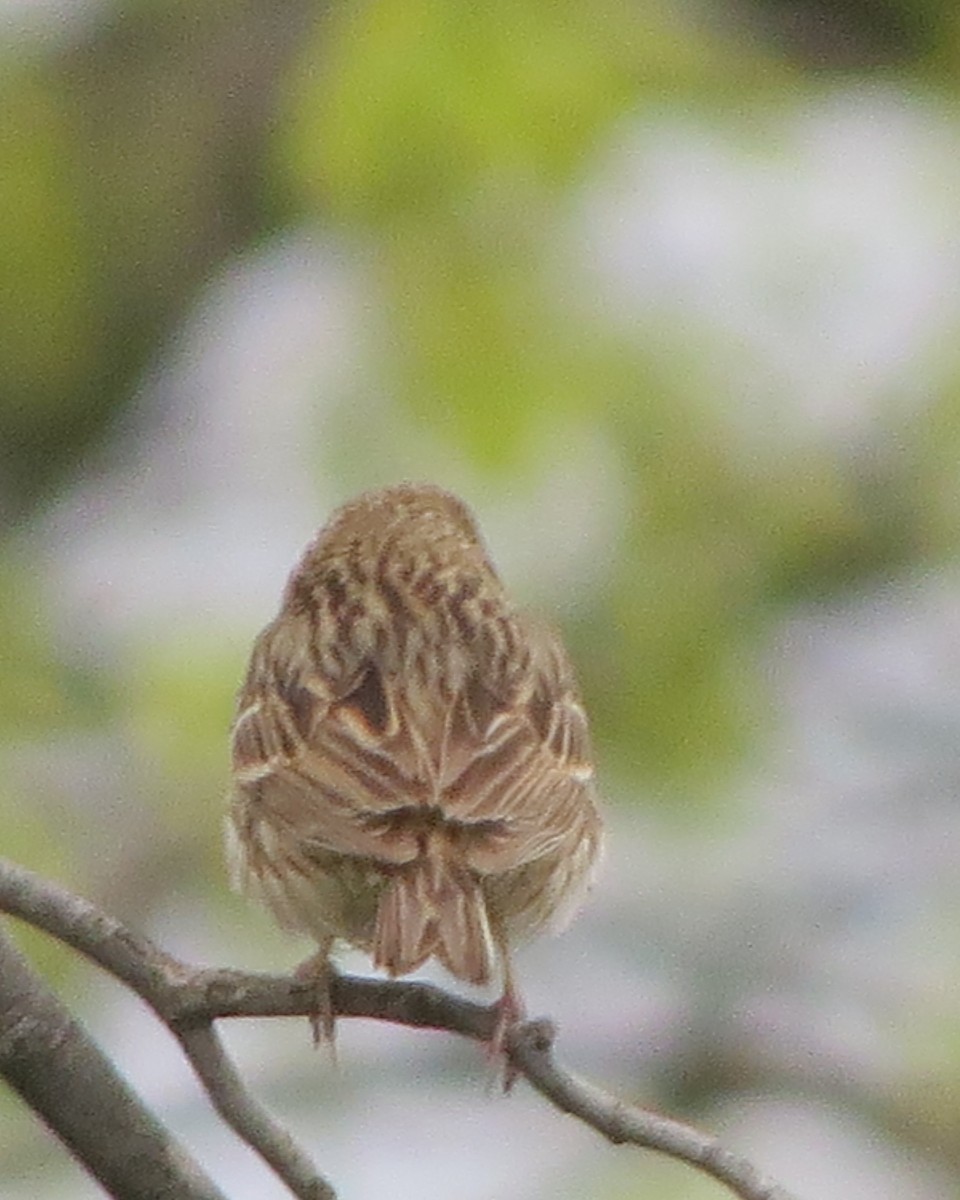 New York Breeding Bird Atlas Checklist - 23 Apr 2023 - Whitehall Park ... New York Breeding Bird Atlas Checklist - 23 Apr 2023 - Whitehall Park ...