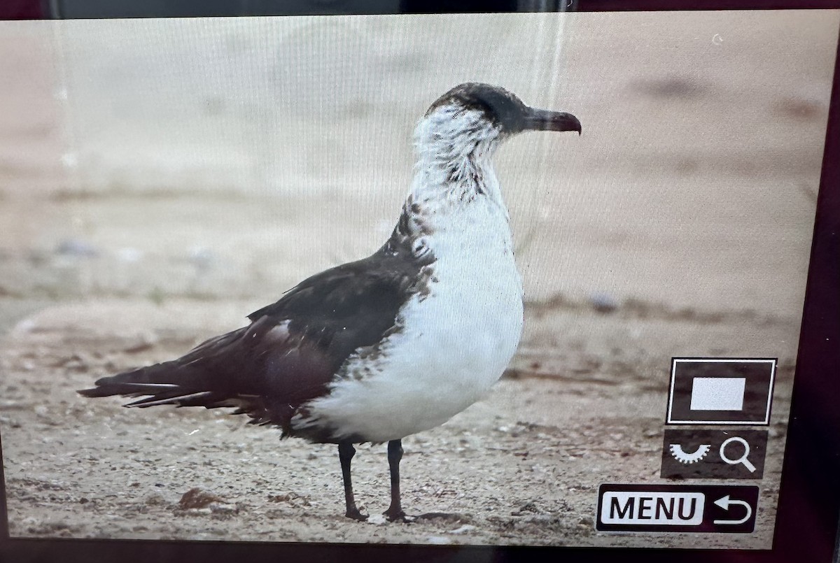 eBird Checklist - 23 Apr 2023 - Rollover Pass (UTC 056) - 16 species