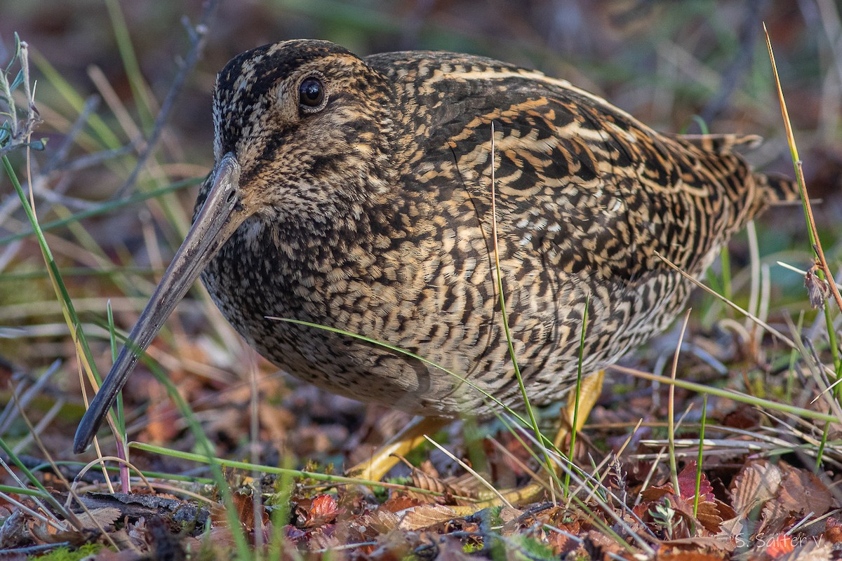 ML561840991 - Fuegian Snipe - Macaulay Library