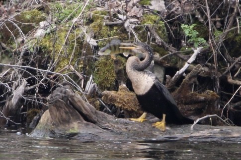 eBird Checklist - 23 Apr 2023 - stakeout Anhinga, Muck Rd., Rome (2023) - 18 species