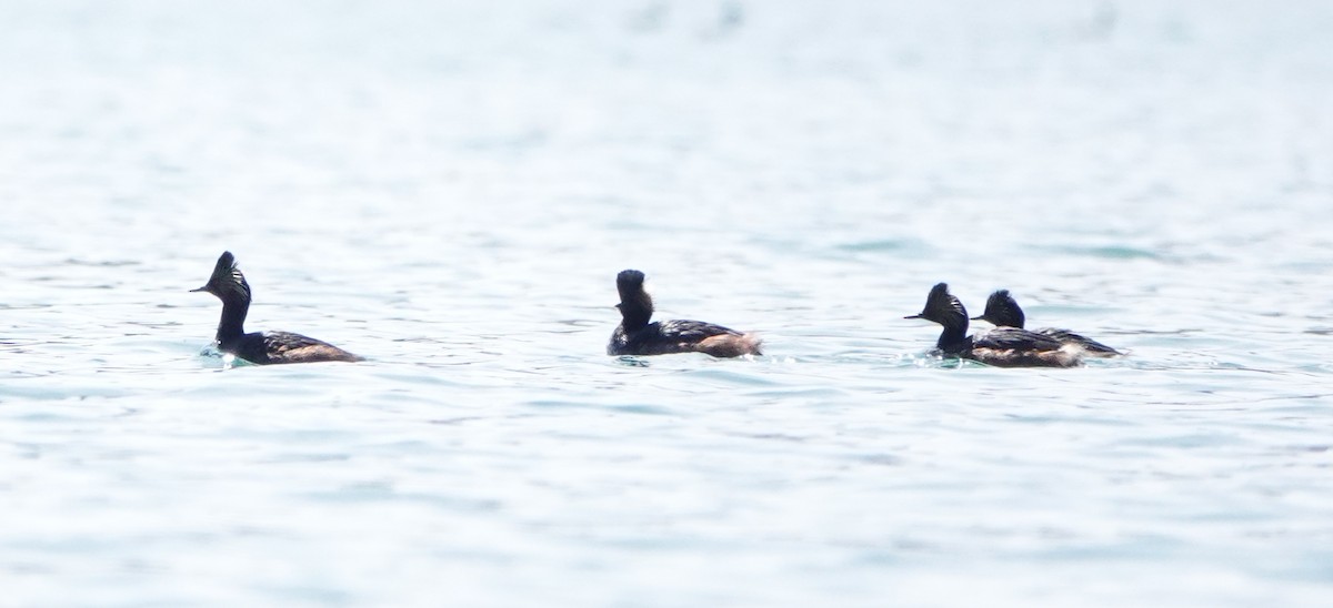 eBird Checklist - 23 Apr 2023 - Lake Nighthorse - 11 species (+1 other ...