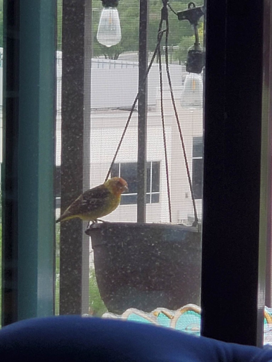 eBird Checklist - 23 Apr 2023 - Base - 1 species