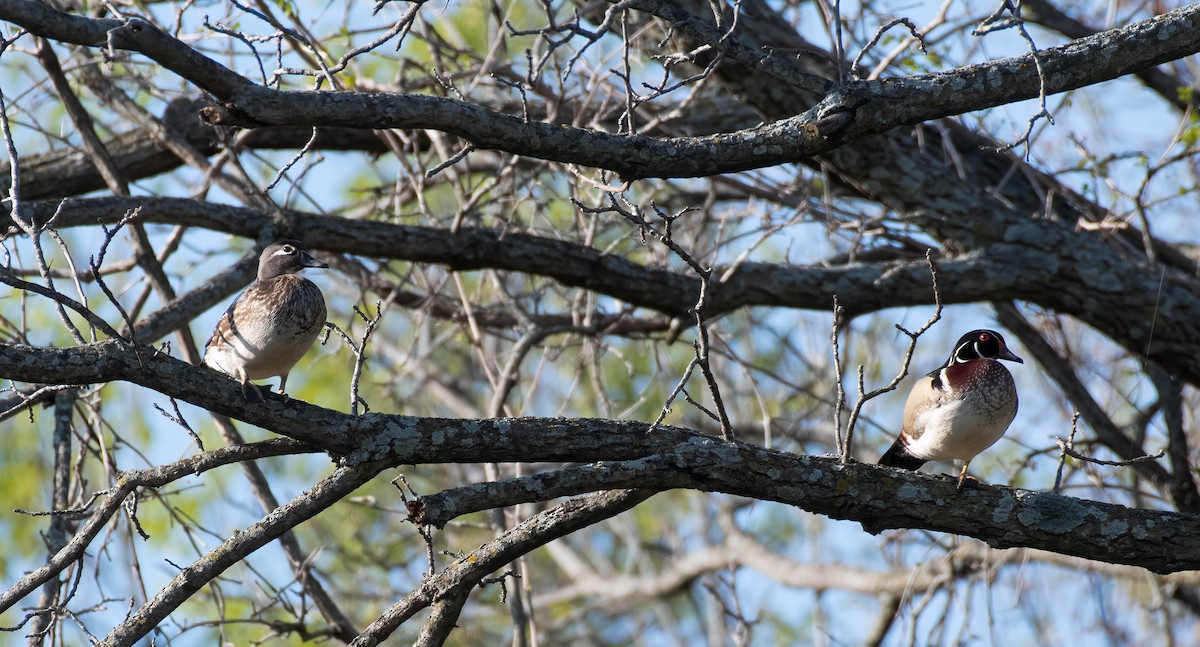 eBird Checklist - 23 Apr 2023 - Blue Springs Lake--Fleming Park Wetland ...