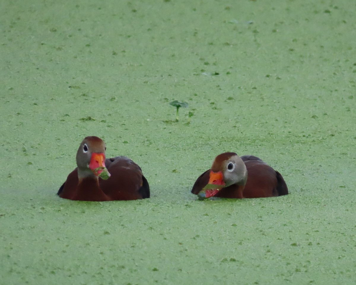 eBird Checklist - 23 Apr 2023 - Peaceful Waters Sanctuary - 25 species