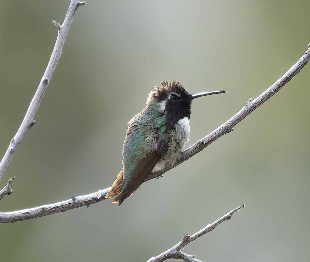 eBird Checklist - 23 Apr 2023 - Sycamore Creek--upper Beeline Hwy - 47 ...