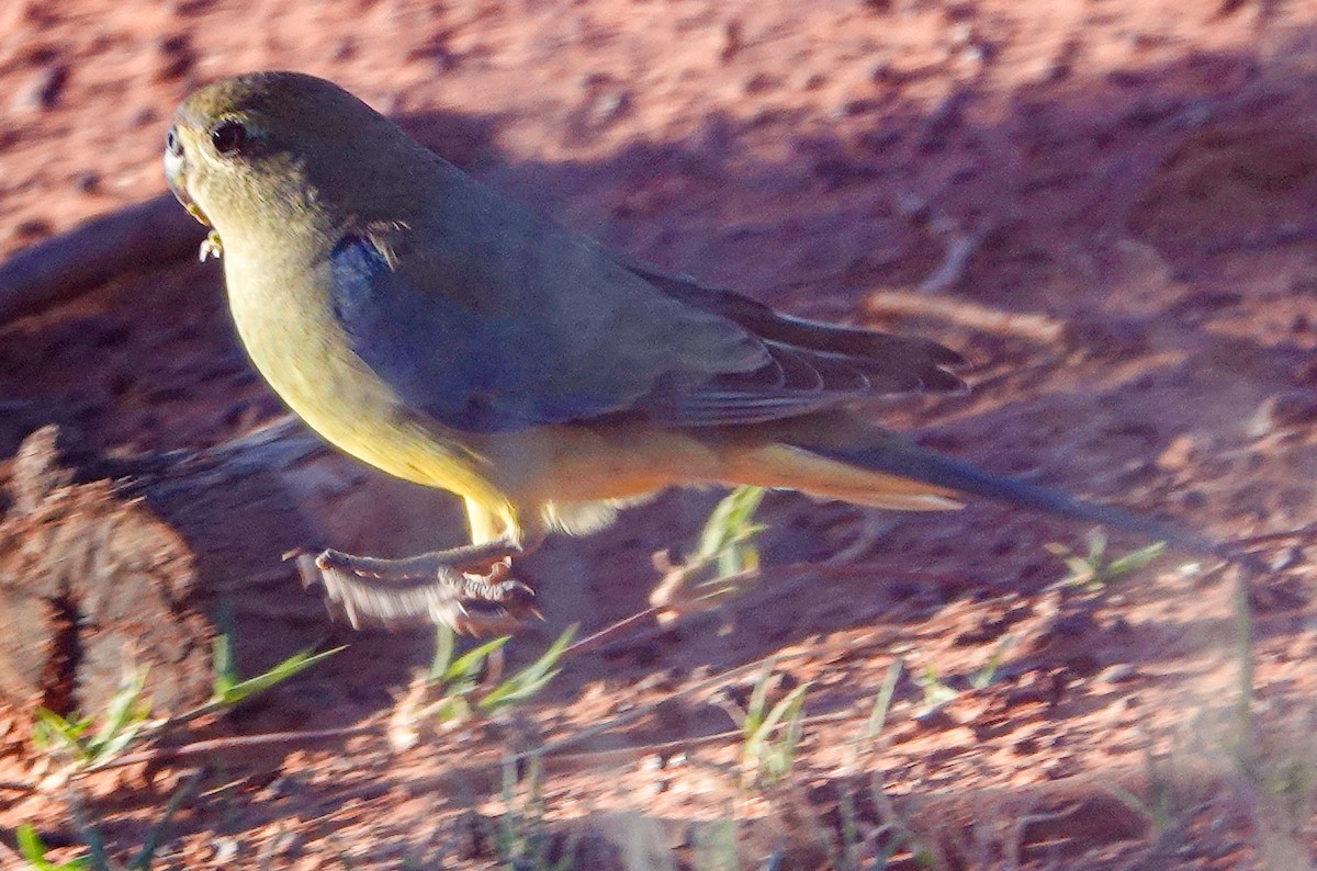 eBird Checklist - 23 Apr 2023 - Quilpie, Queensland, AU (-27.162, 144. ...