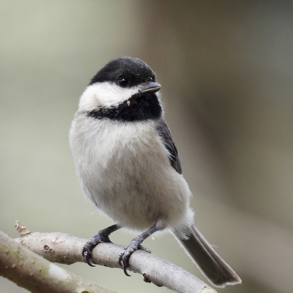 Maryland-DC Breeding Bird Atlas Checklist - 14 Apr 2023 - Mullan ...
