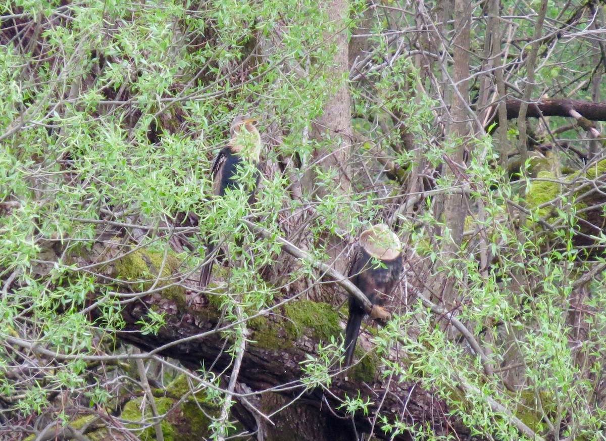 eBird Checklist - 23 Apr 2023 - stakeout Anhinga, Muck Rd., Rome (2023 ...