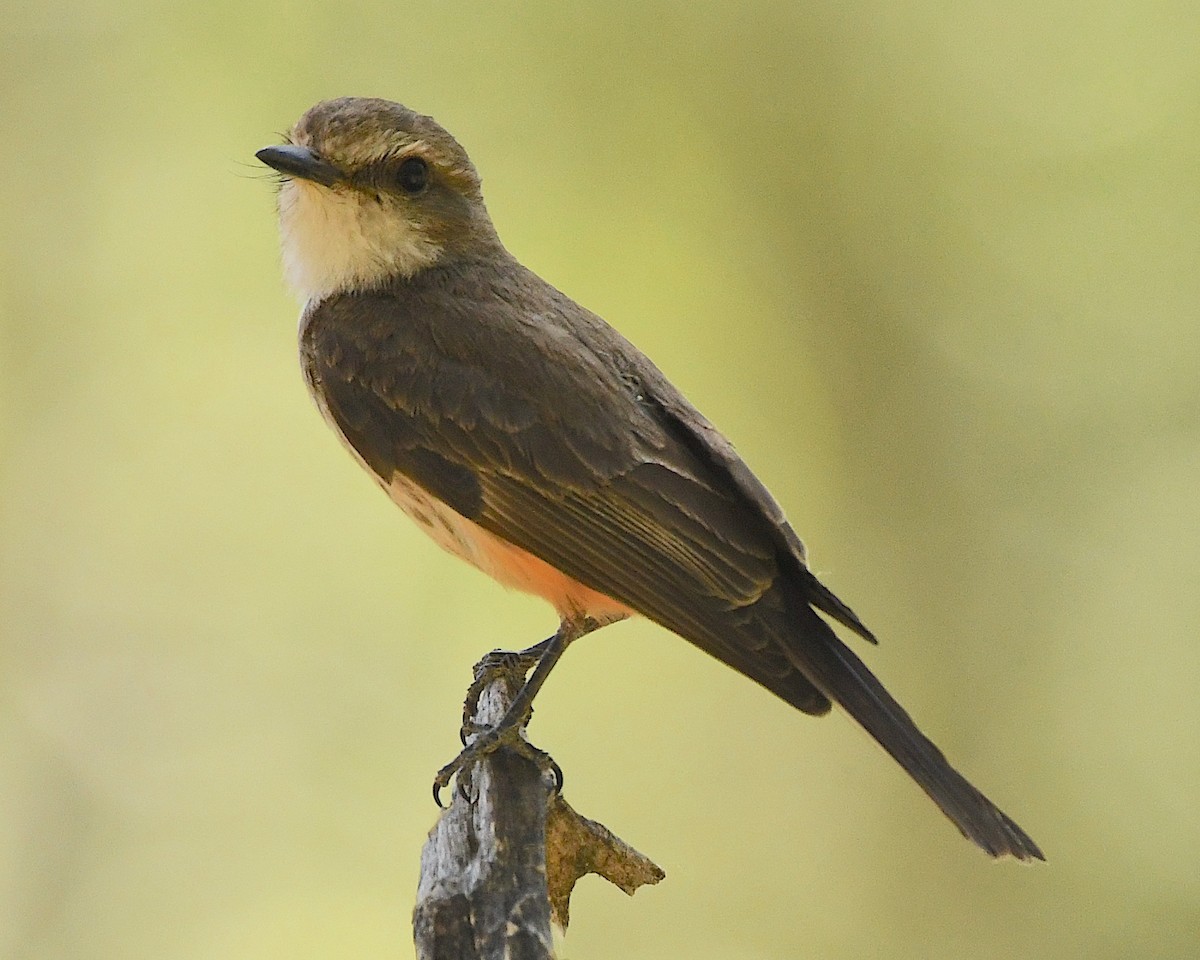 eBird Checklist - 23 Apr 2023 - Patagonia Lake SP--Birding Trail - 16 ...