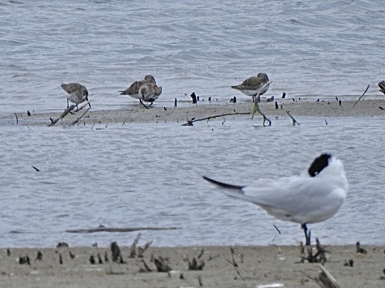 eBird Checklist - 23 Apr 2023 - Presque Isle SP--Gull Pt. - 37 species