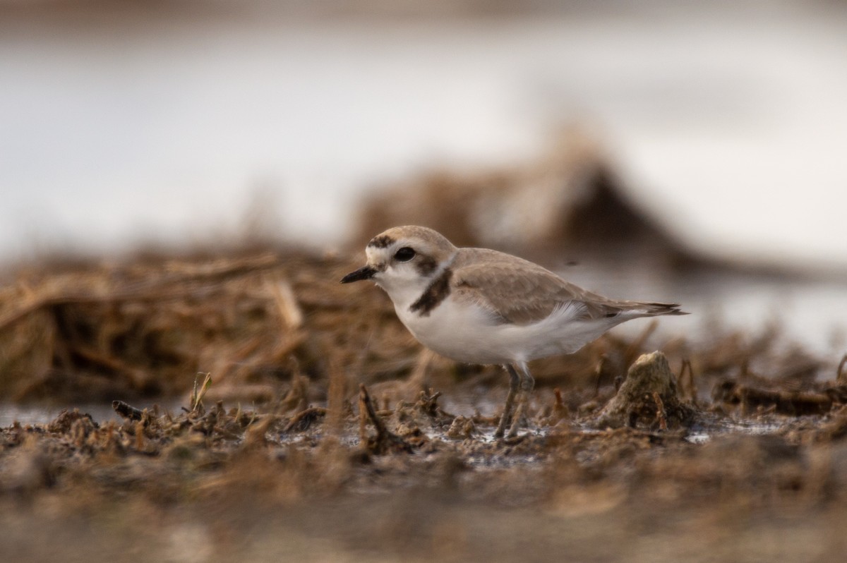 eBird Checklist - 23 Apr 2023 - Pyramid Lake Delta - 40 species (+1 ...