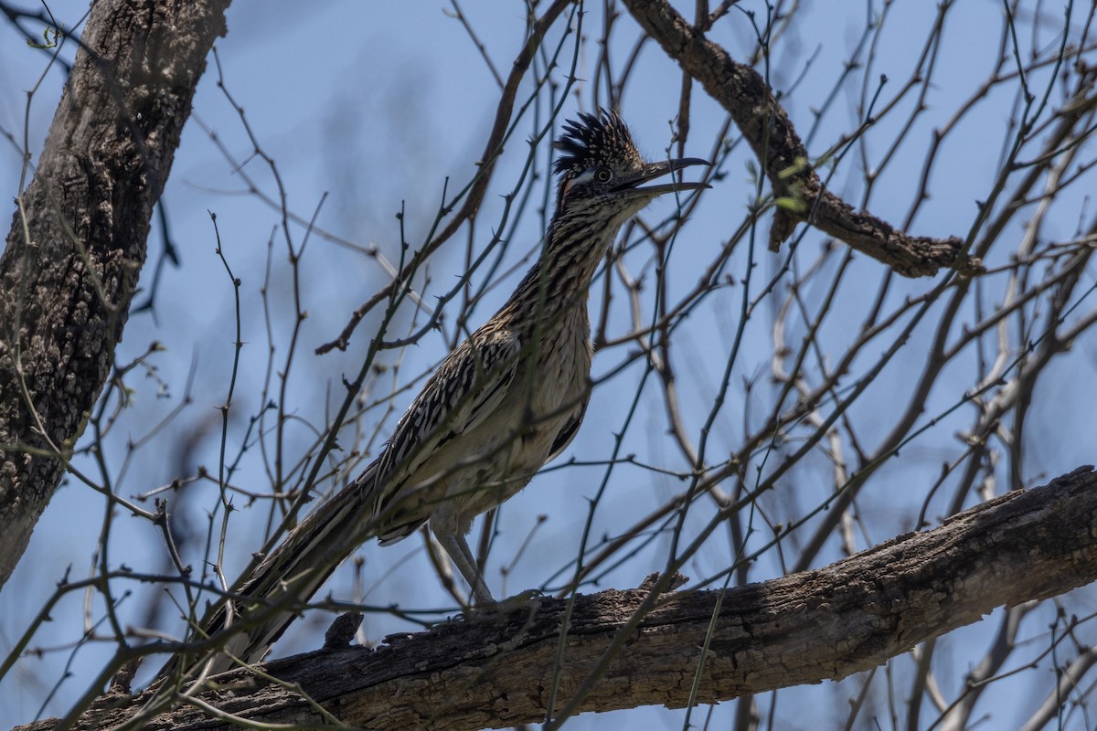 eBird Checklist - 16 Apr 2023 - Isabella Lee Natural Preserve - 24 species