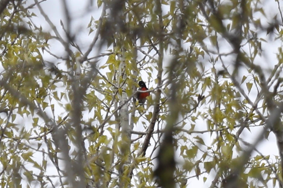 eBird Checklist - 23 Apr 2023 - Spring Green Preserve--East - 28 species